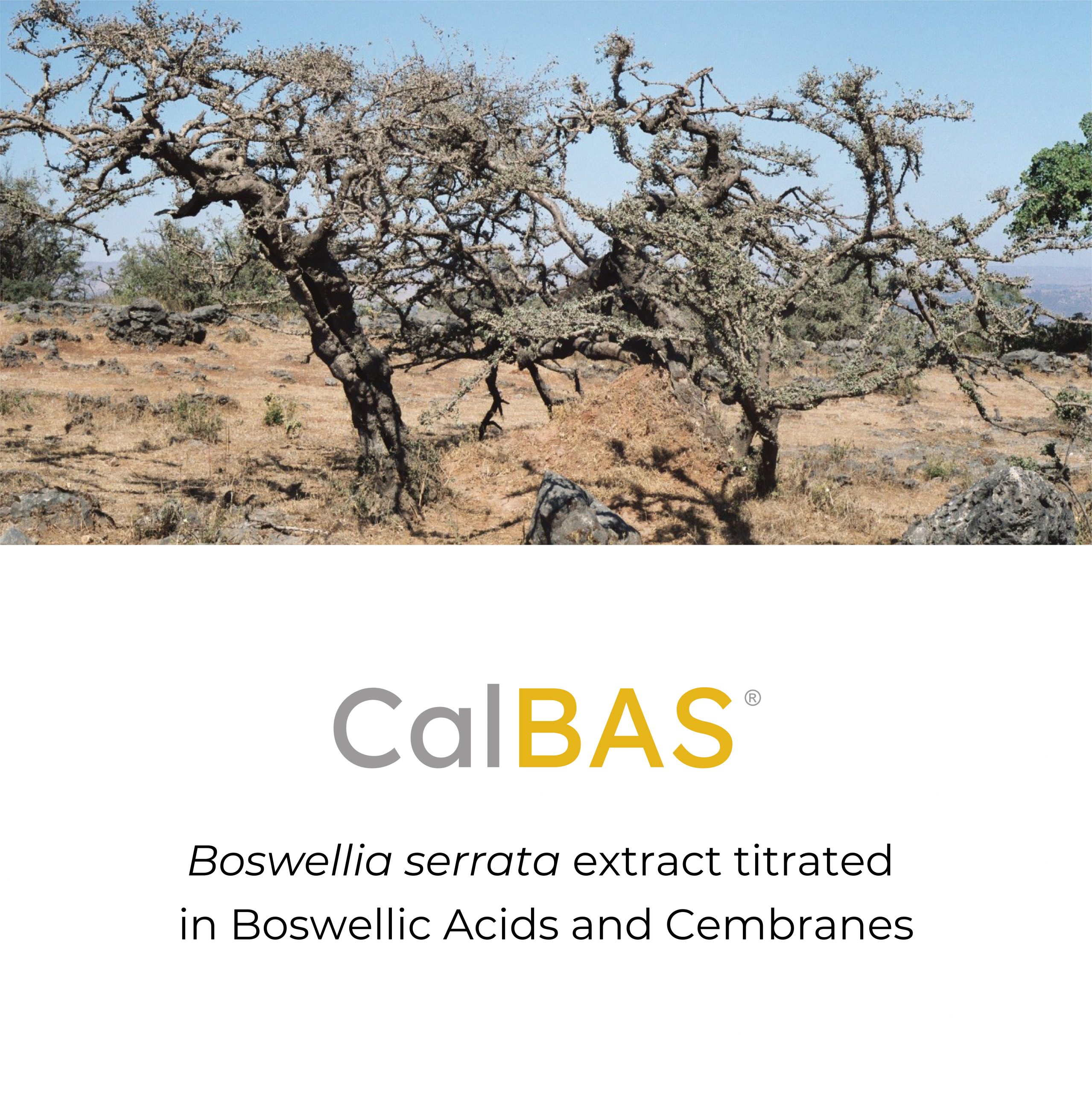 CalBAS EN - Calliero