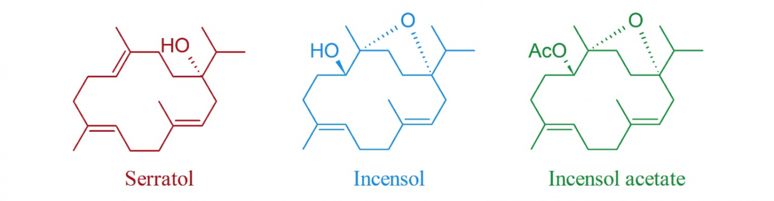 CalCEM EN - Calliero